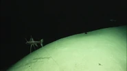 Tripod Fish | Life in Water Wiki | Fandom
