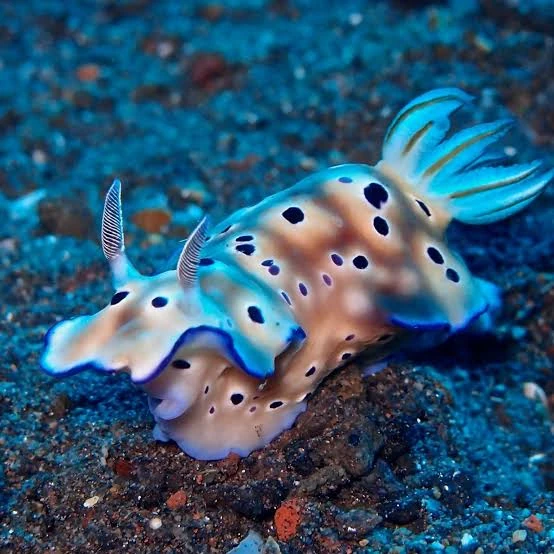 Tryon's Hypselodoris | Life in Water Wiki | Fandom