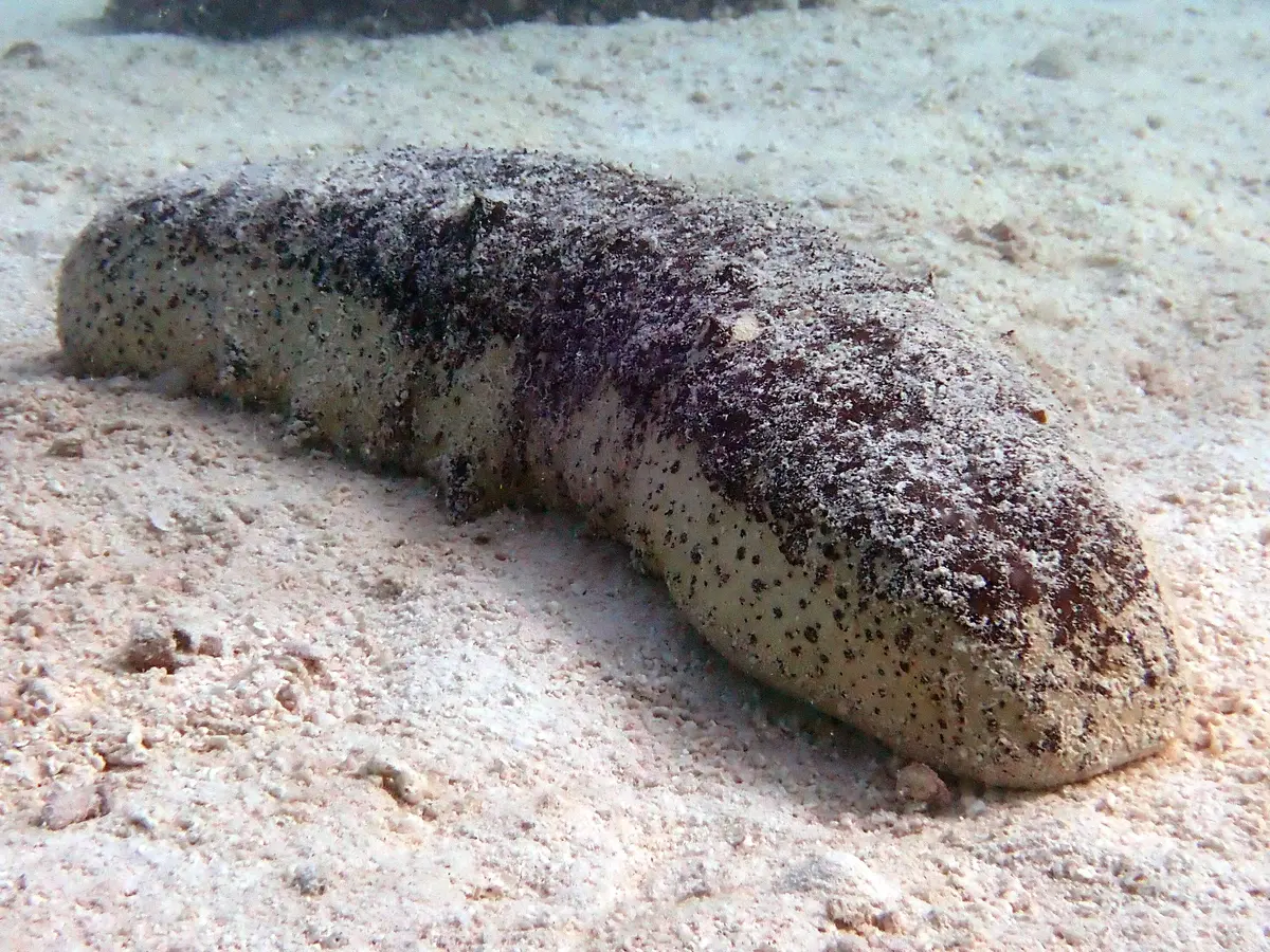 Sea Cucumber | Life in Water Wiki | Fandom