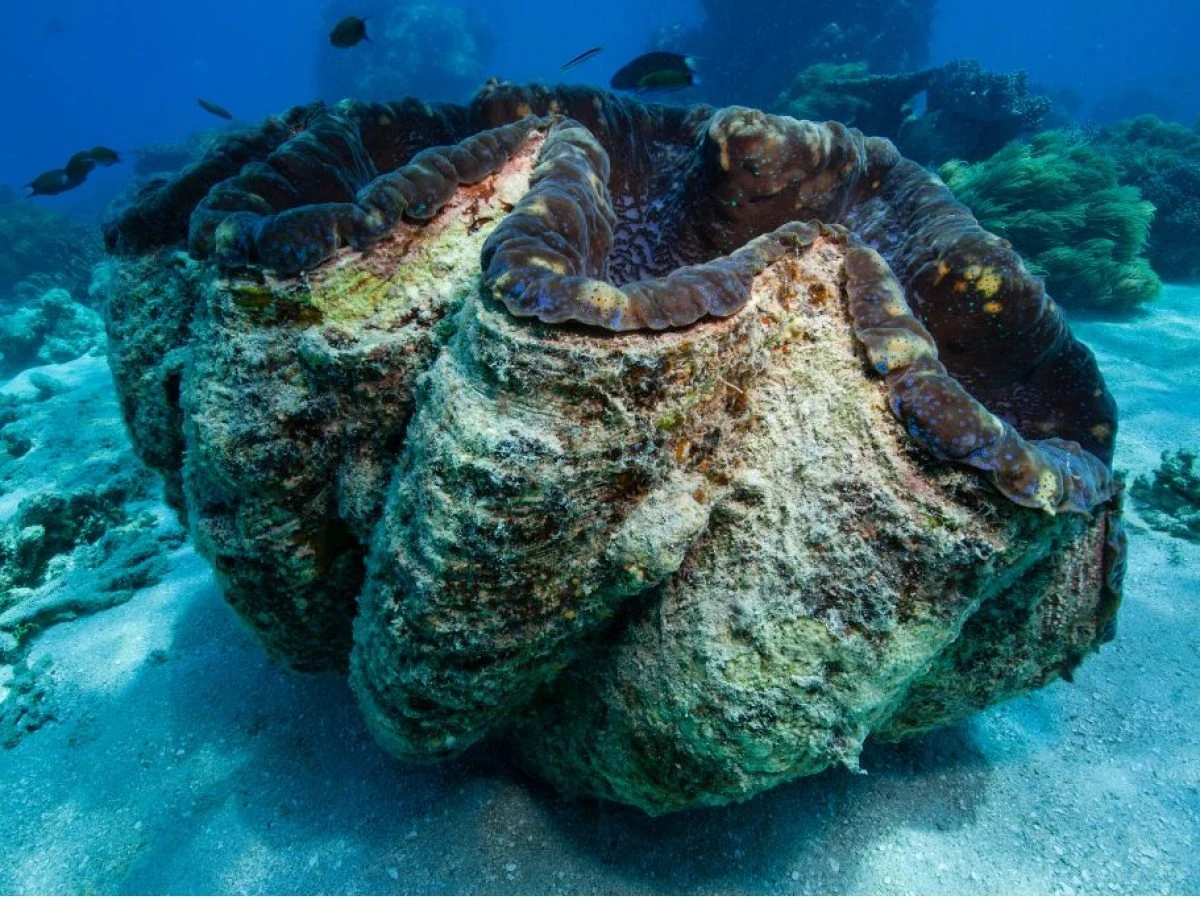 Giant Clam | Life in Water Wiki | Fandom