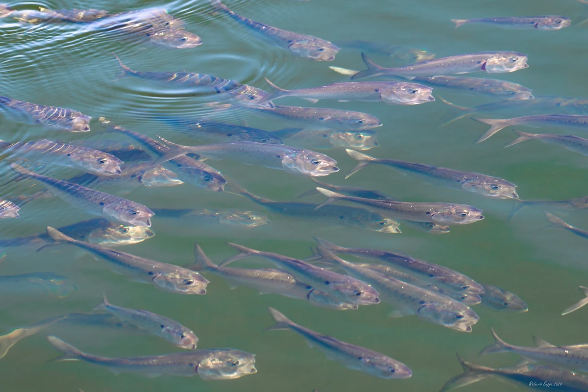 Menhaden | Life in Water Wiki | Fandom