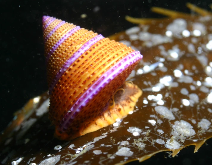 Kelp Snails | Life in Water Wiki | Fandom