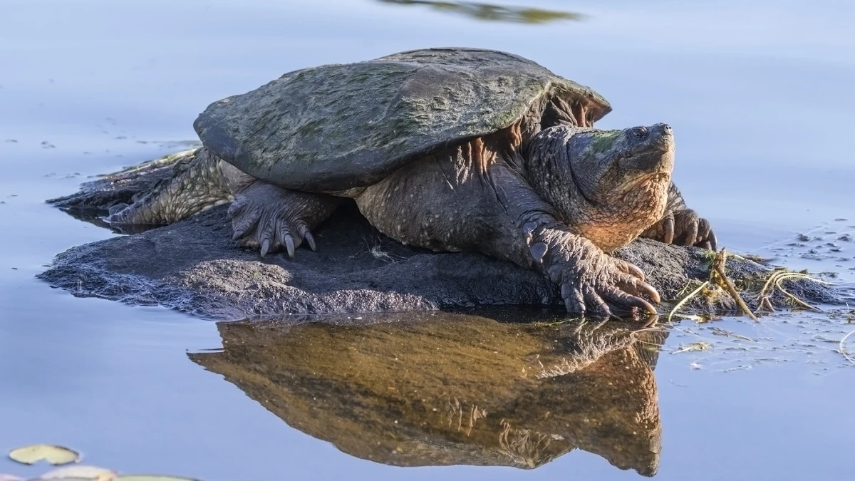 Snapping Turtle | Life in Water Wiki | Fandom