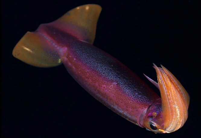 Purpleback Flying Squid | Life in Water Wiki | Fandom