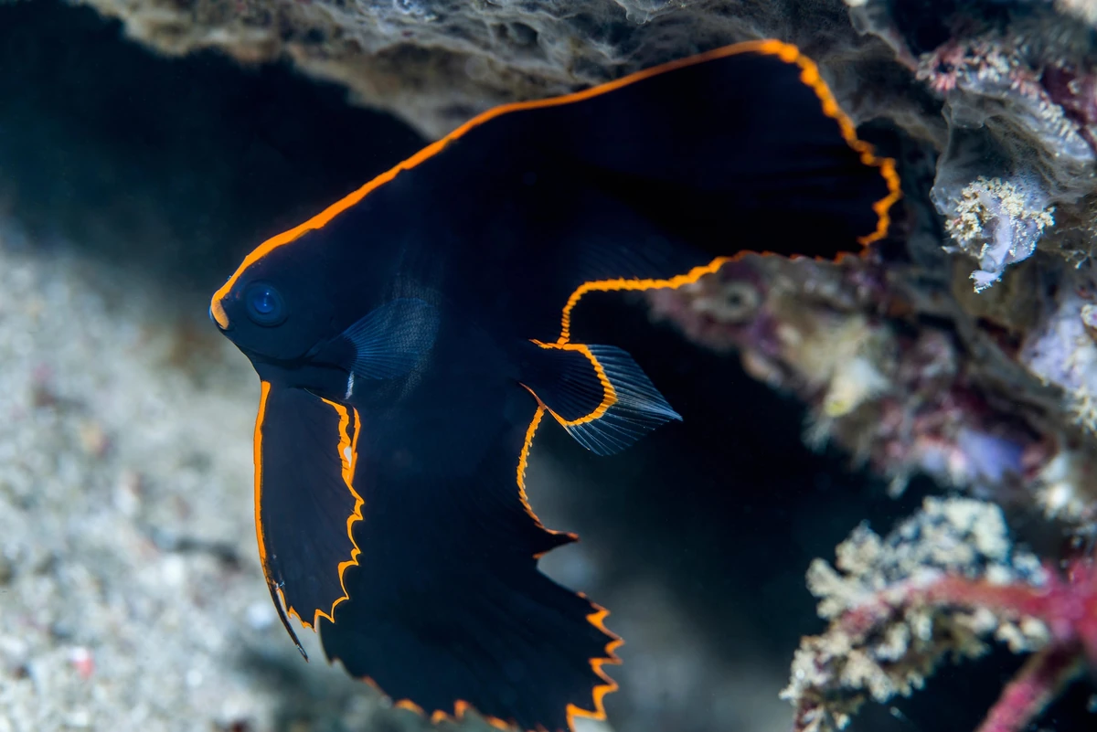 Dusky Batfish | Life in Water Wiki | Fandom