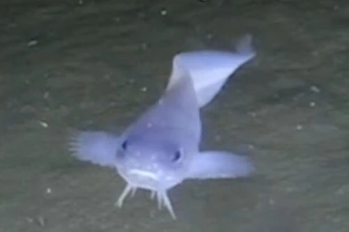 Deep-Sea Snailfish | Life in Water Wiki | Fandom