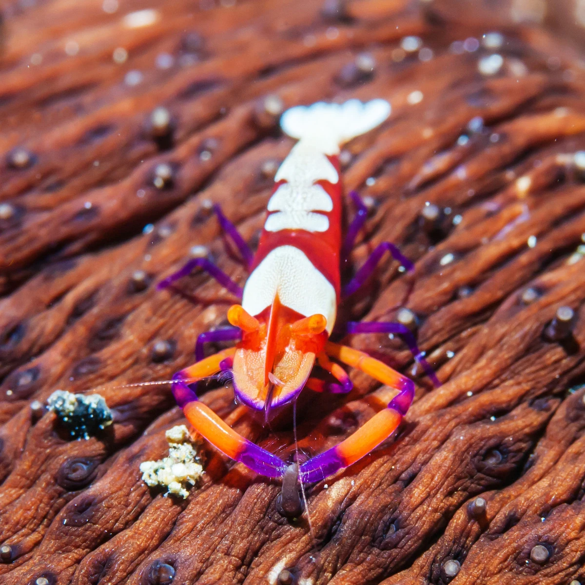 Emperor Shrimp | Life in Water Wiki | Fandom