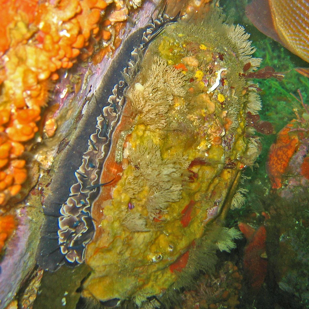 Red Abalone | Life in Water Wiki | Fandom