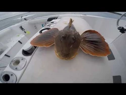 Sea Robin | Life in Water Wiki | Fandom