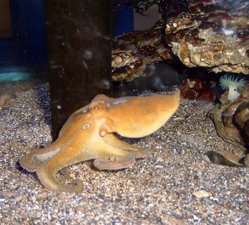 California Two-Spot Octopus | Life in Water Wiki | Fandom