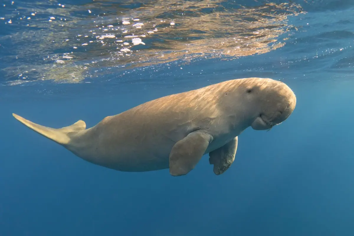 Dugong | Marine & Freshwater Wiki | Fandom
