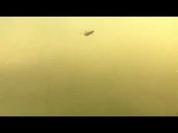 Water Boatmen | Marine & Freshwater Wiki | Fandom