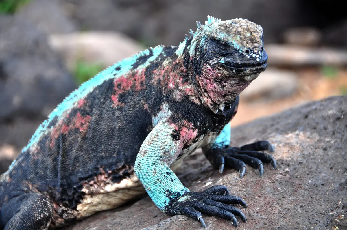Marine Iguana | Life in Water Wiki | Fandom