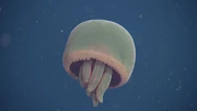 Big Red Jellyfish | Life in Water Wiki | Fandom