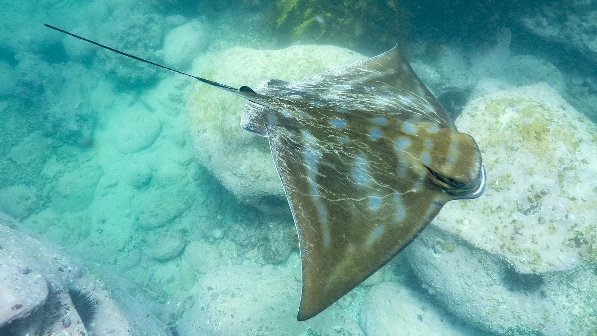 Banded Eagle Ray | Life in Water Wiki | Fandom