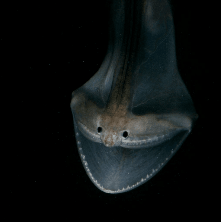 Deep sea eel store