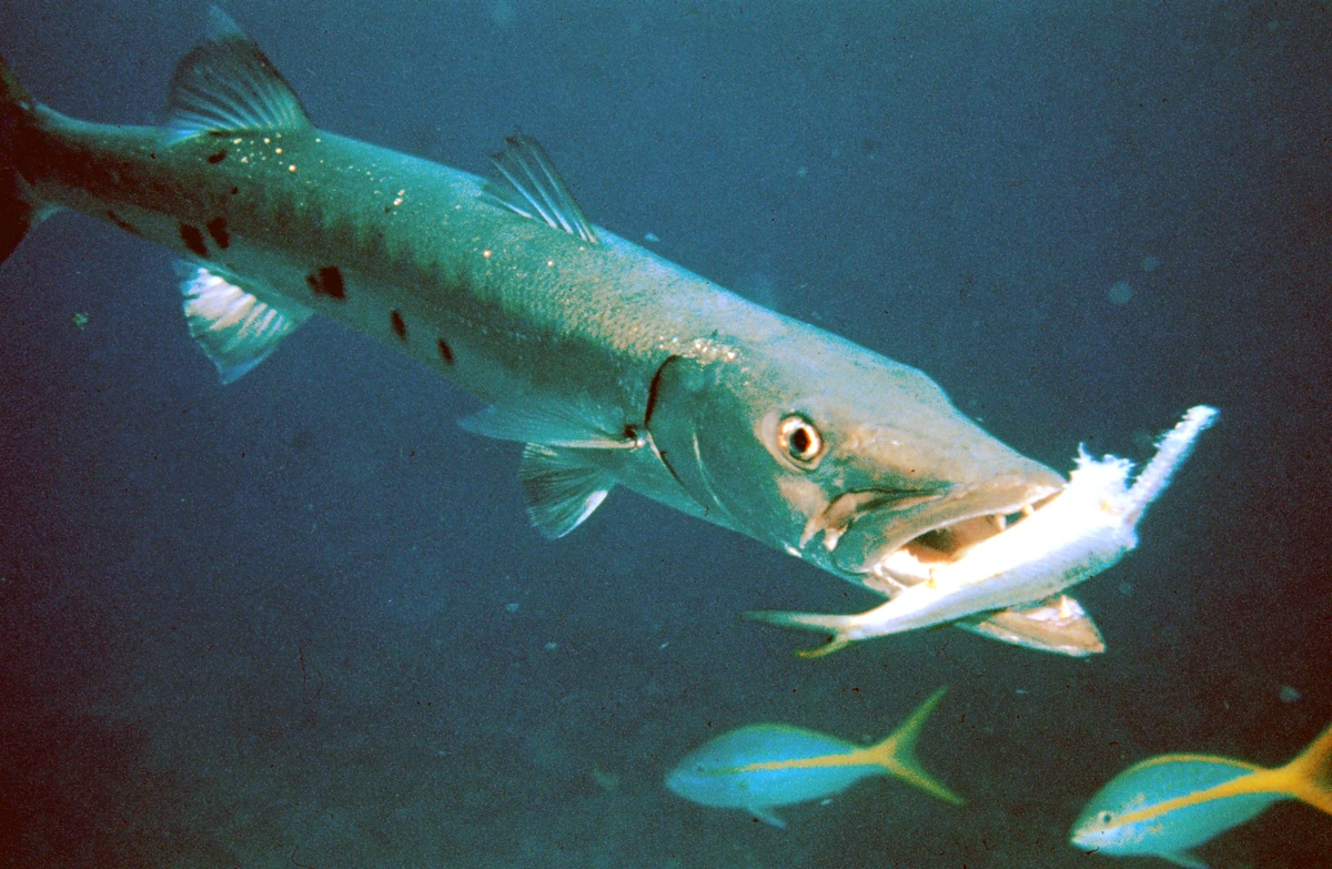 Barracuda | Life in Water Wiki | Fandom