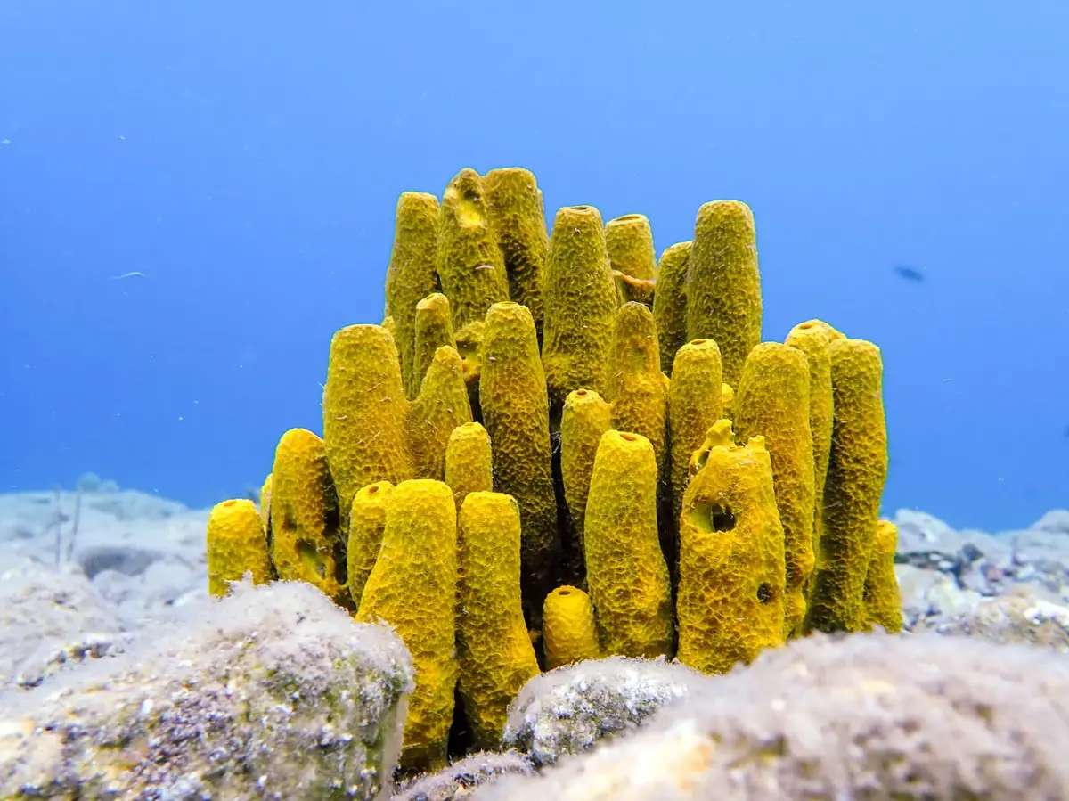 Sponges | Life in Water Wiki | Fandom