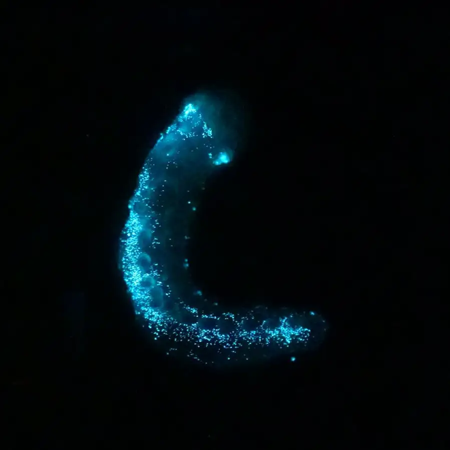 Glowing Sea Cucumber | Life in Water Wiki | Fandom