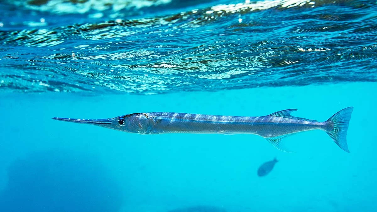 Needlefish | Life in Water Wiki | Fandom