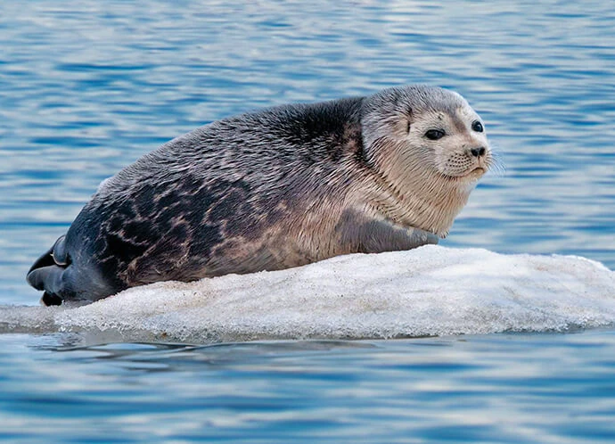 Ringed Seal | Marine & Freshwater Wiki | Fandom