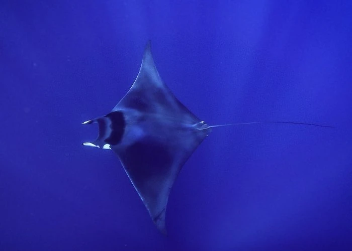 Devil Fish | Life in Water Wiki | Fandom