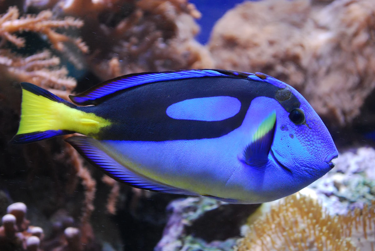 Blue Tang | Life in Water Wiki | Fandom