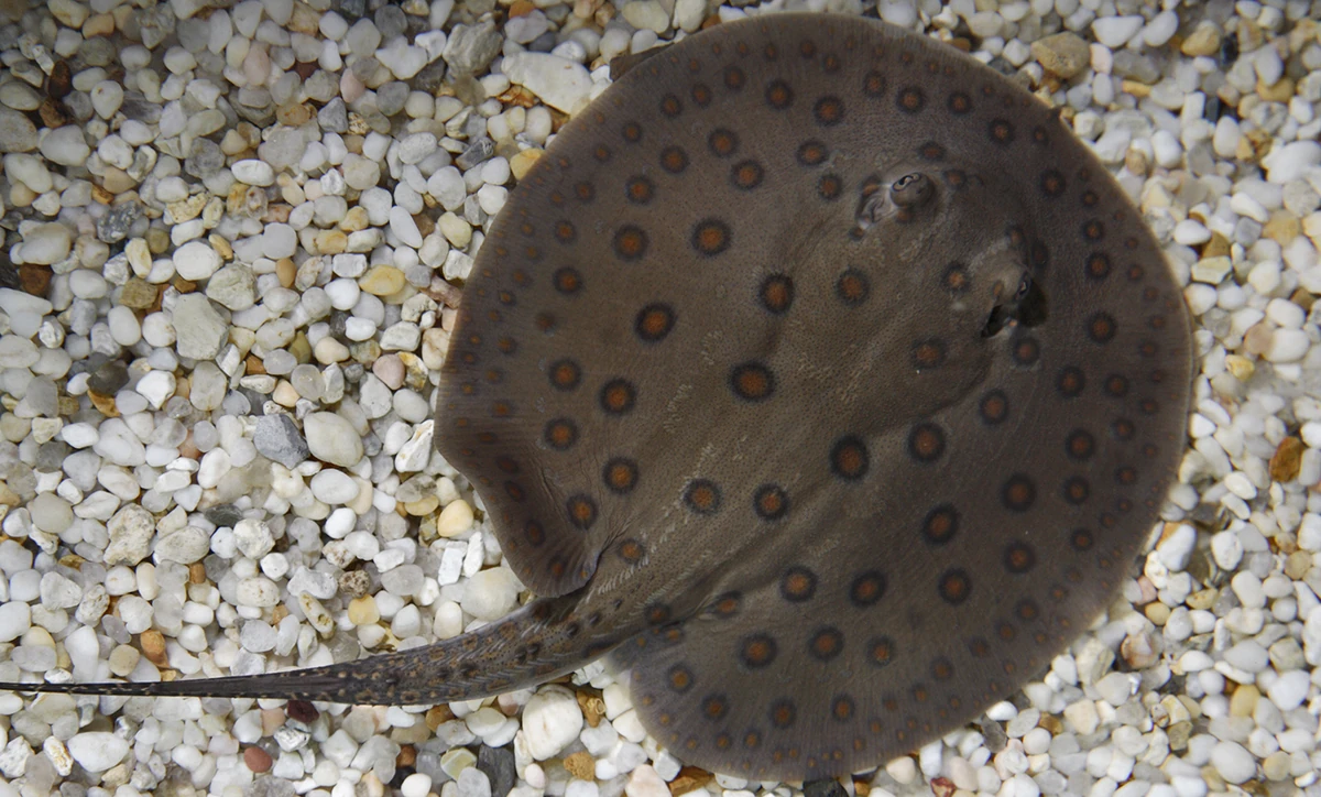 Freshwater Stingrays | Life in Water Wiki | Fandom