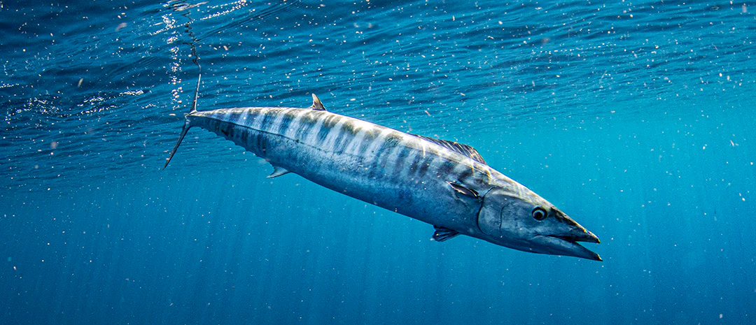 Wahoo | Life in Water Wiki | Fandom