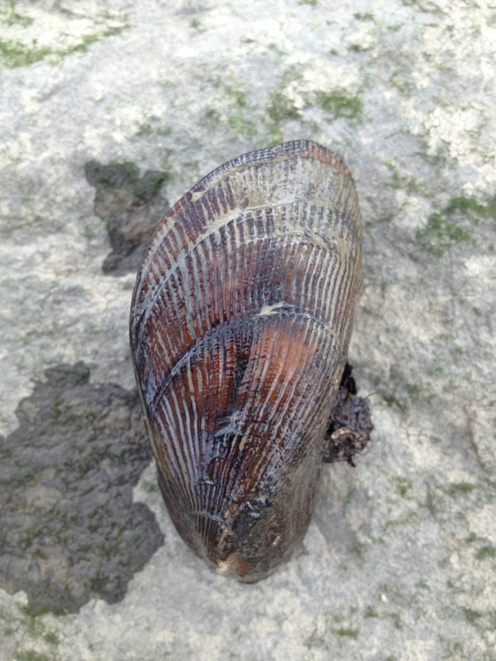 Atlantic Ribbed Mussel | Life in Water Wiki | Fandom