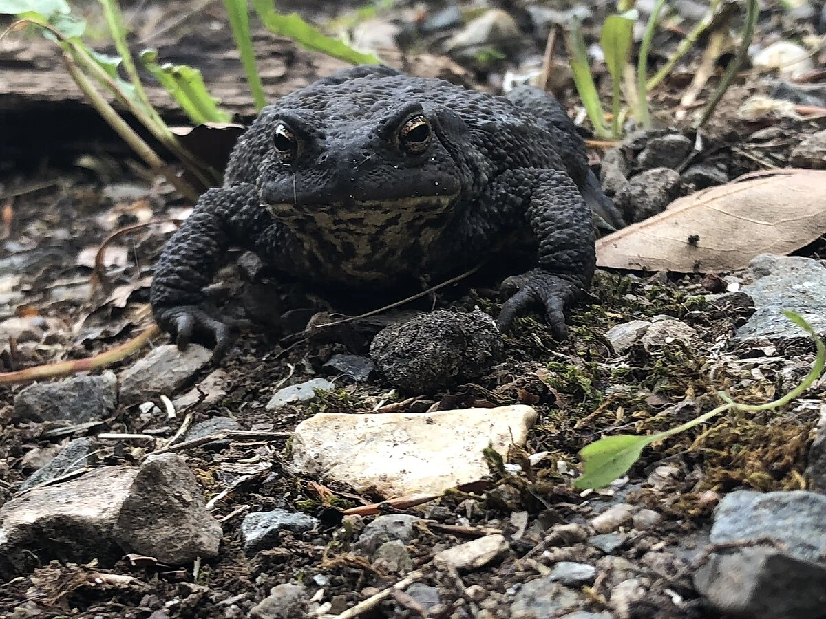 Toads | Life in Water Wiki | Fandom