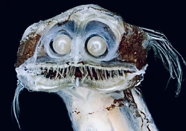 Telescopefish | Life in Water Wiki | Fandom