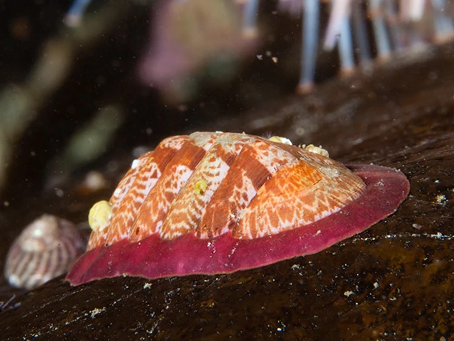 Mottled Red Chiton | Marine & Freshwater Wiki | Fandom