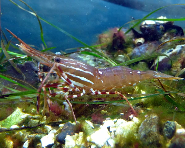 Prawns | Life in Water Wiki | Fandom