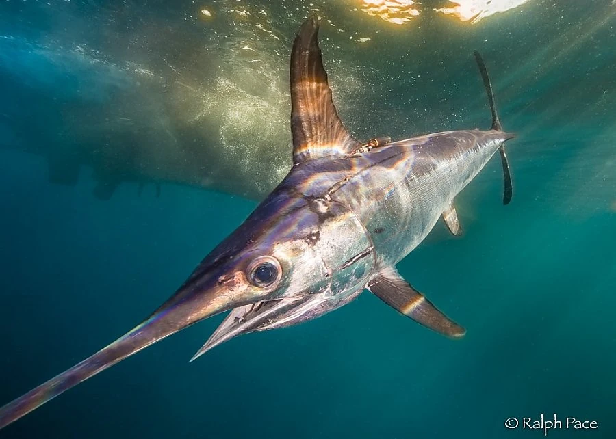 Swordfish | Marine & Freshwater Wiki | Fandom