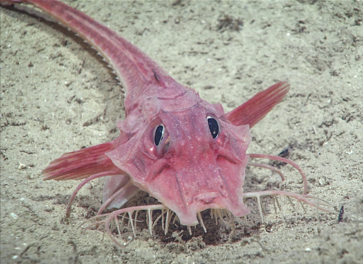 Sea Robin | Life in Water Wiki | Fandom