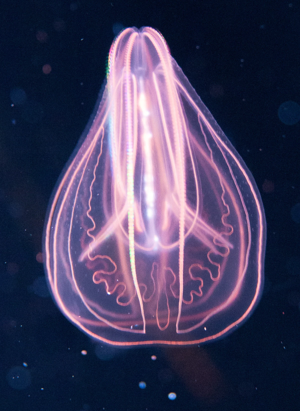 Comb Jelly | Life in Water Wiki | Fandom