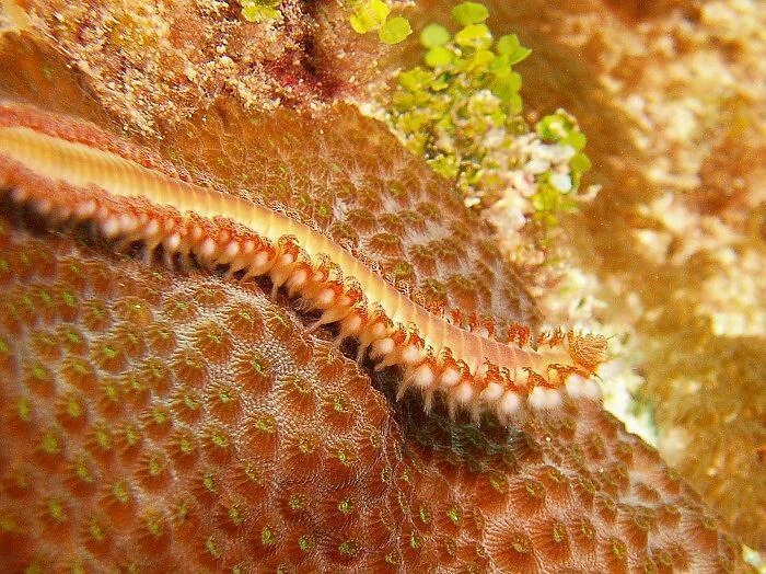 Fireworm | Life in Water Wiki | Fandom