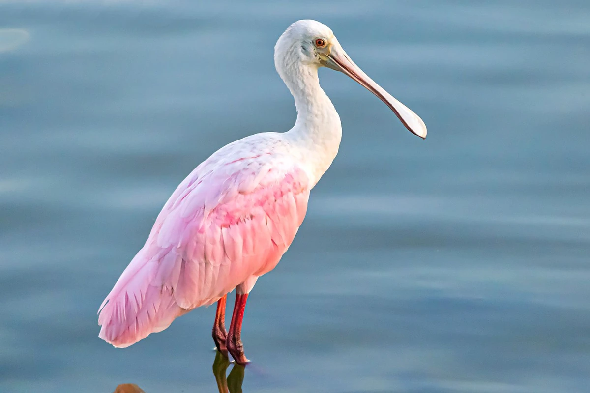 Roseate Spoonbill | Life in Water Wiki | Fandom