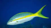 Yellowtail Snapper | Life in Water Wiki | Fandom
