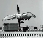 Ultra Q Kaiju | Under rated kaiju Wiki | Fandom