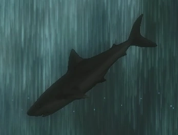 Shark | Under The Ocean Wiki | Fandom