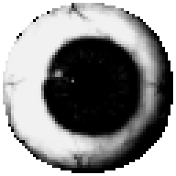 Prunsel | Undertale AU Wiki | Fandom