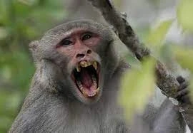 Baldiback | UnderTheWiki Wikia | Fandom