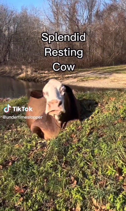 Splendid Resting Cow | Undertime Slopper Wiki | Fandom