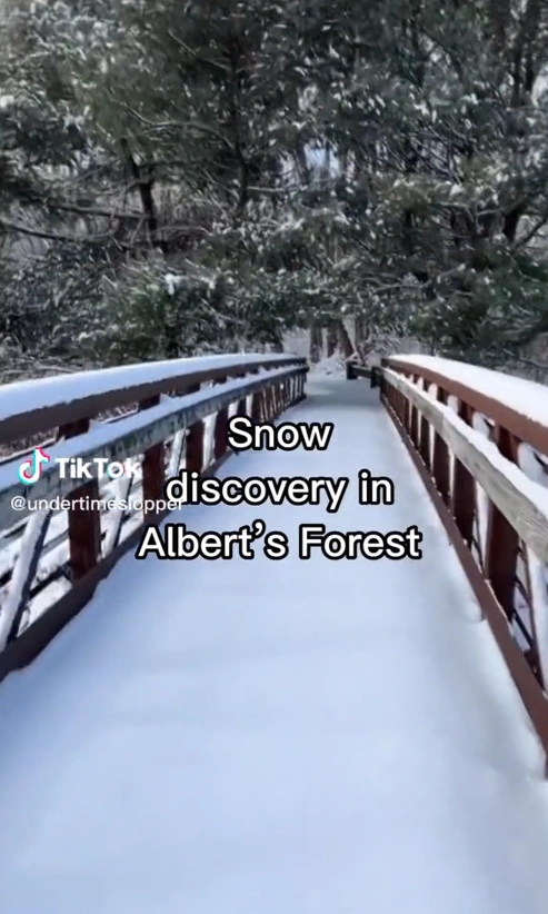 Snow discovery in Albert's Forest | Undertime Slopper Wiki | Fandom
