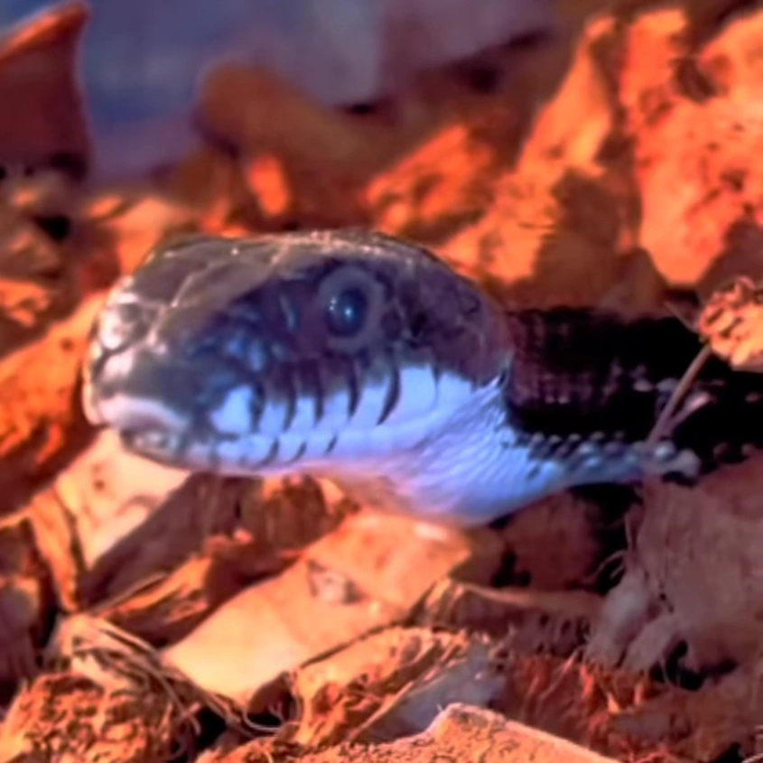 Snake | Undertime Slopper Wiki | Fandom