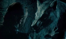 Vampire-Werewolf War | Underworld Wiki | Fandom