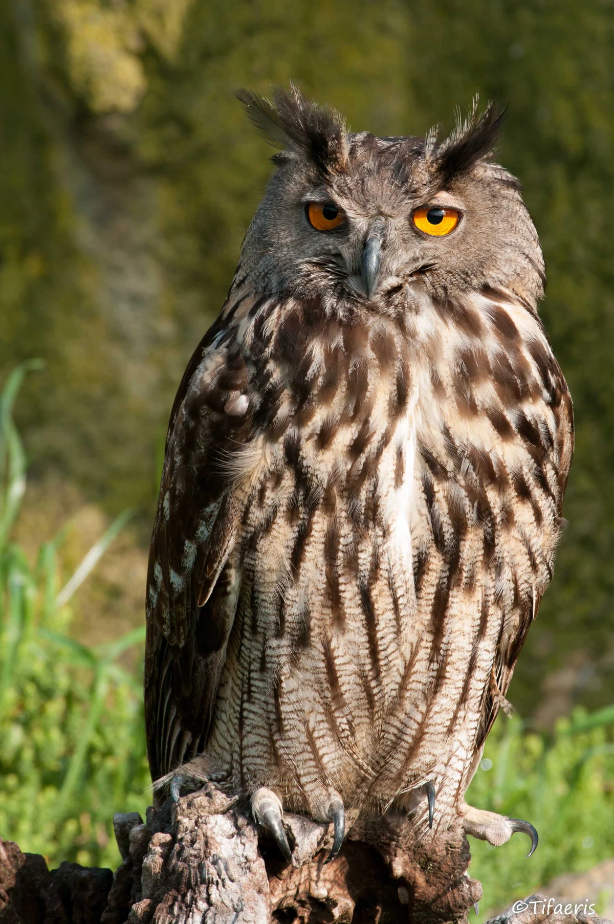 Aos | Wiki Unforgivablecurses | Fandom