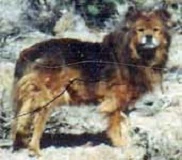 Vincent Trapp | Unidentified Wiki | Fandom